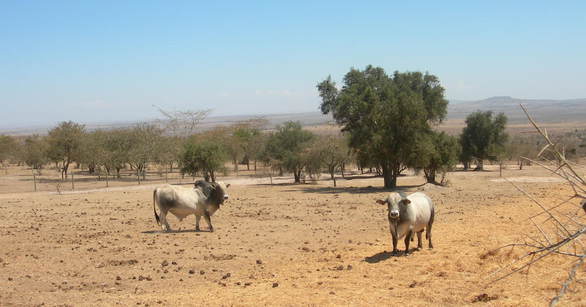 Genetics breakthrough in disease-resistant native East African cattle ...